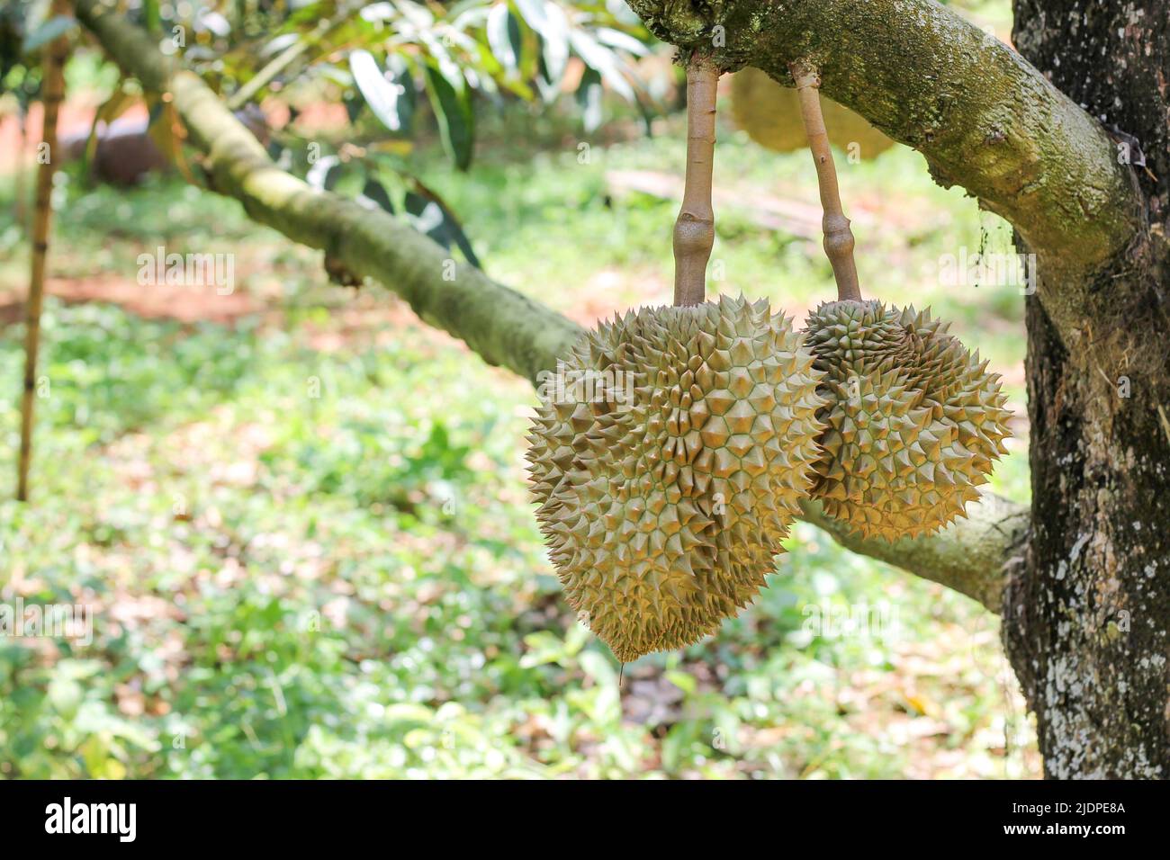 Durian from Sisaket,Thailand has a unique flavor because it is grown on ...