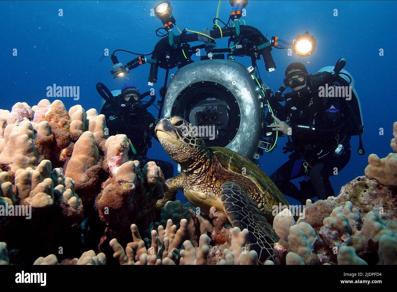 HALL,TURTLE, DEEP SEA, 2006 Stock Photo - Alamy