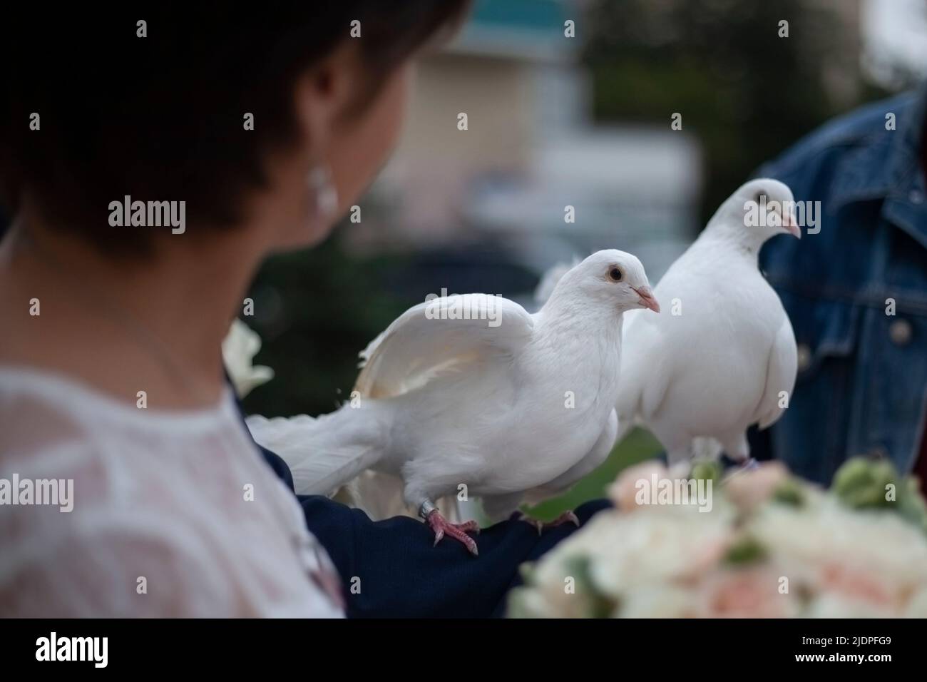 Wedding pigeons. White birds are symbol of love. Details of wedding ...
