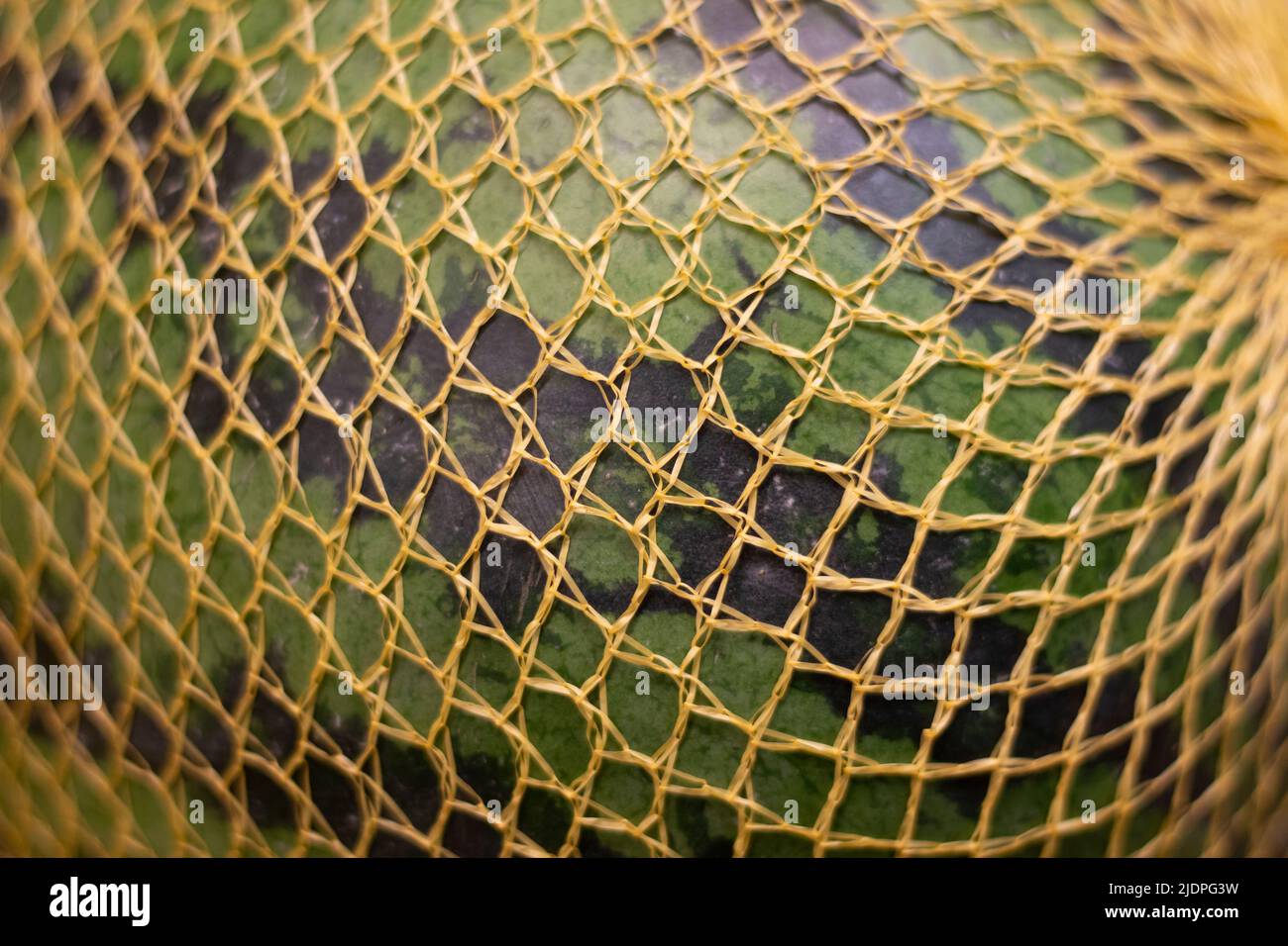 Watermelon in net. Texture of yellow mesh stretched over green ...