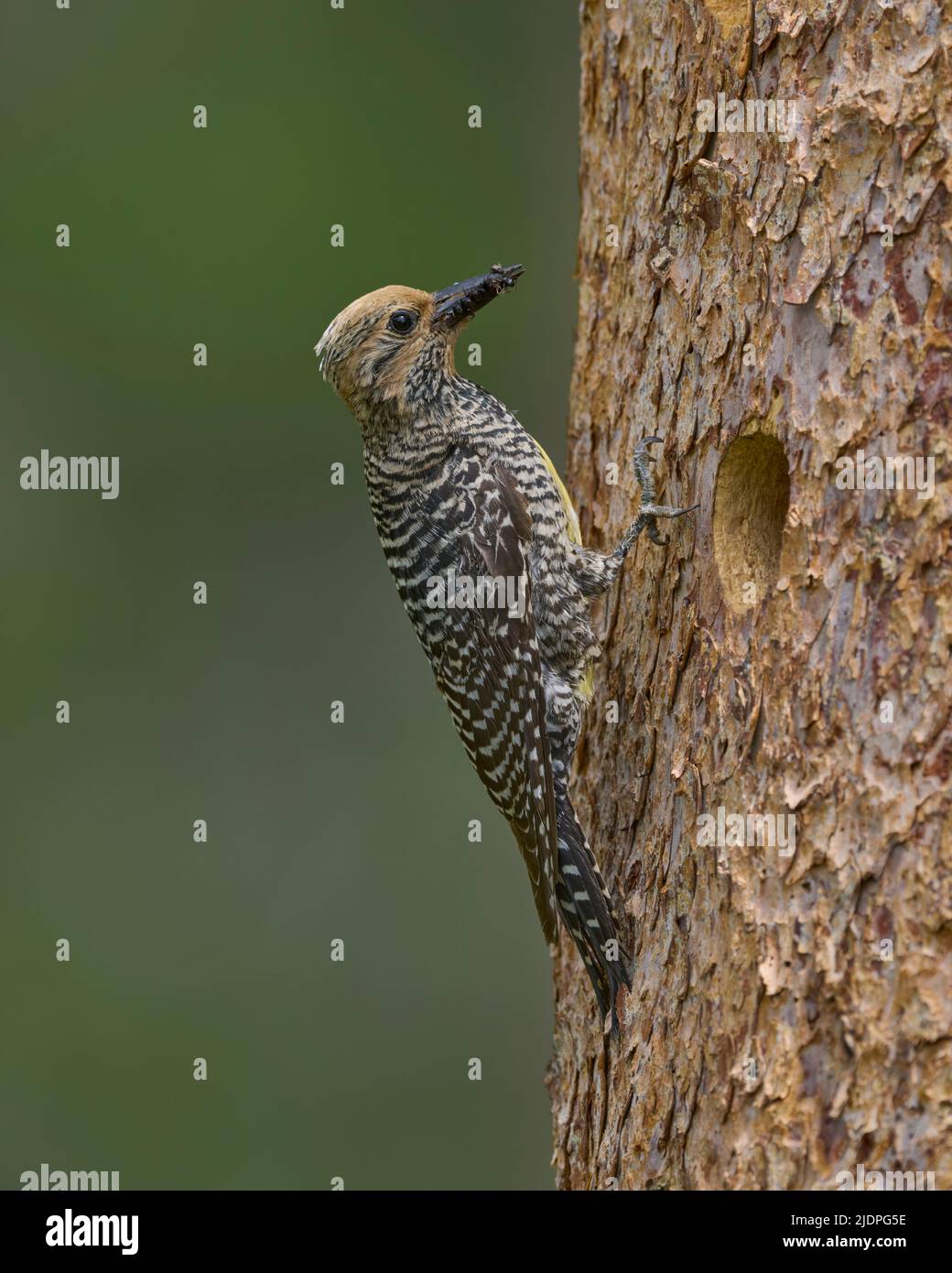 Adult Williamson's Sapsucker bringing ants to nestlings in nest cavity ...