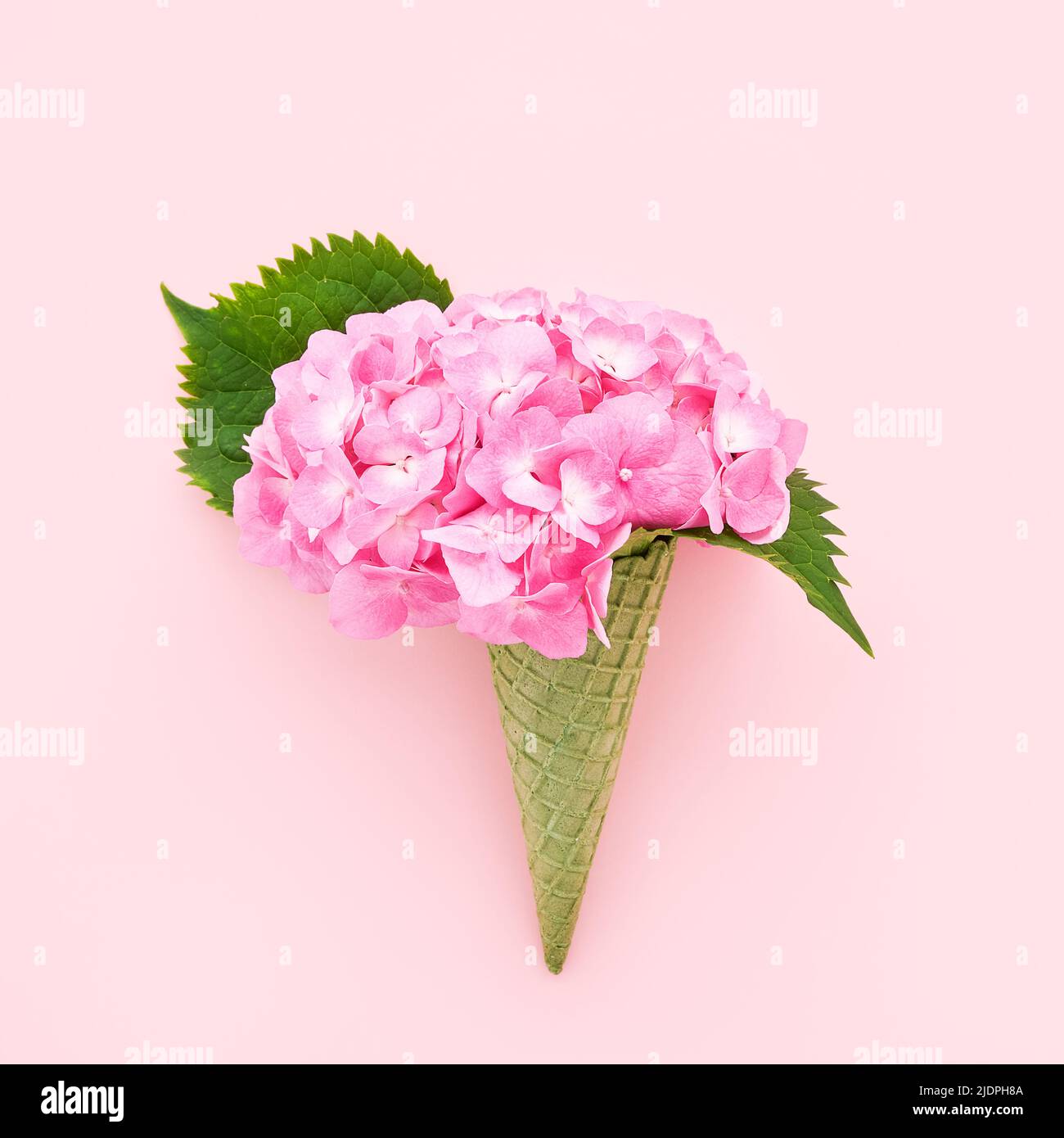 Pink hortensia or hydrangea flower in green waffle ice cream cone on a ...