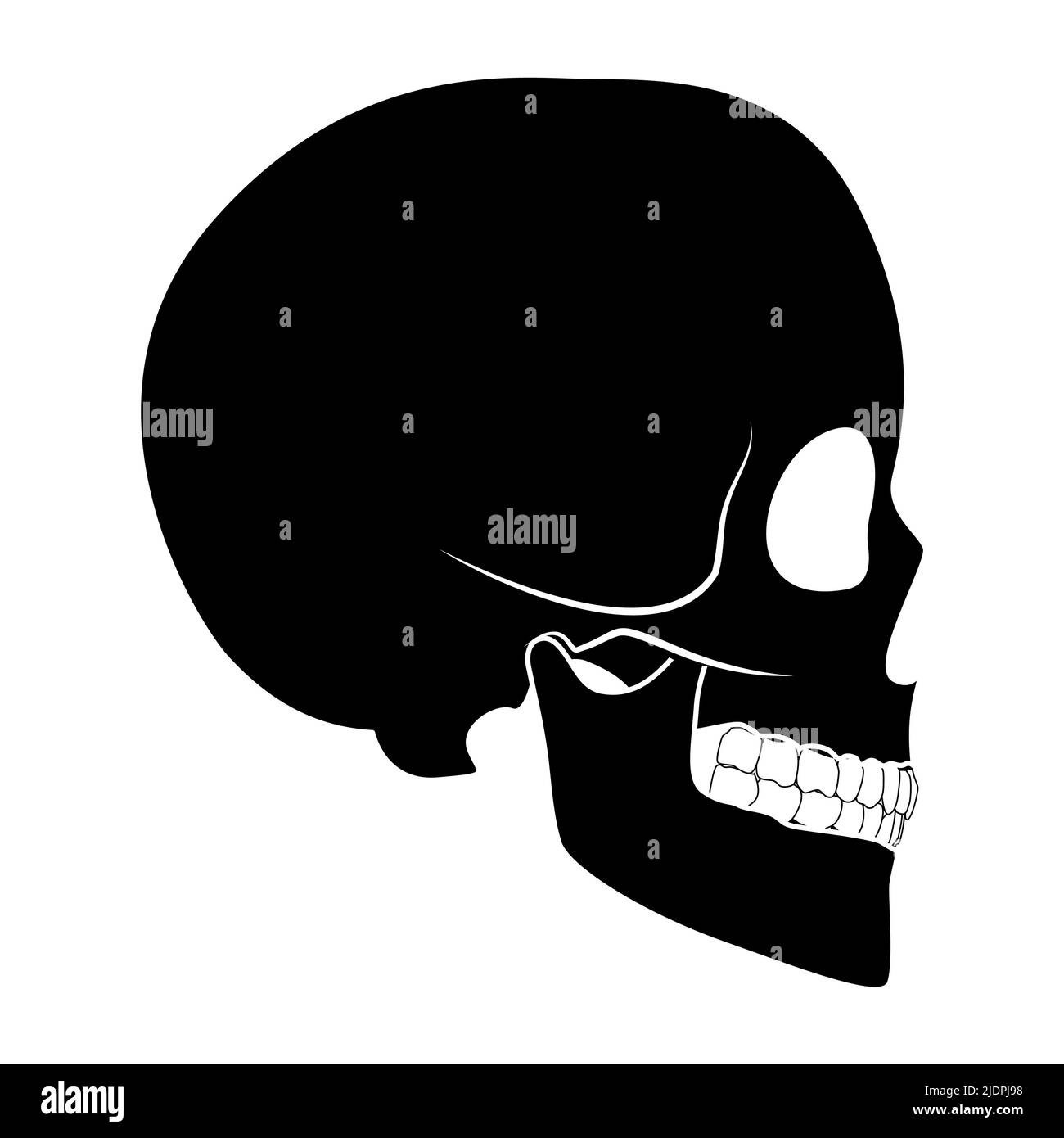 Sinuses anterior Stock Vector Images - Alamy