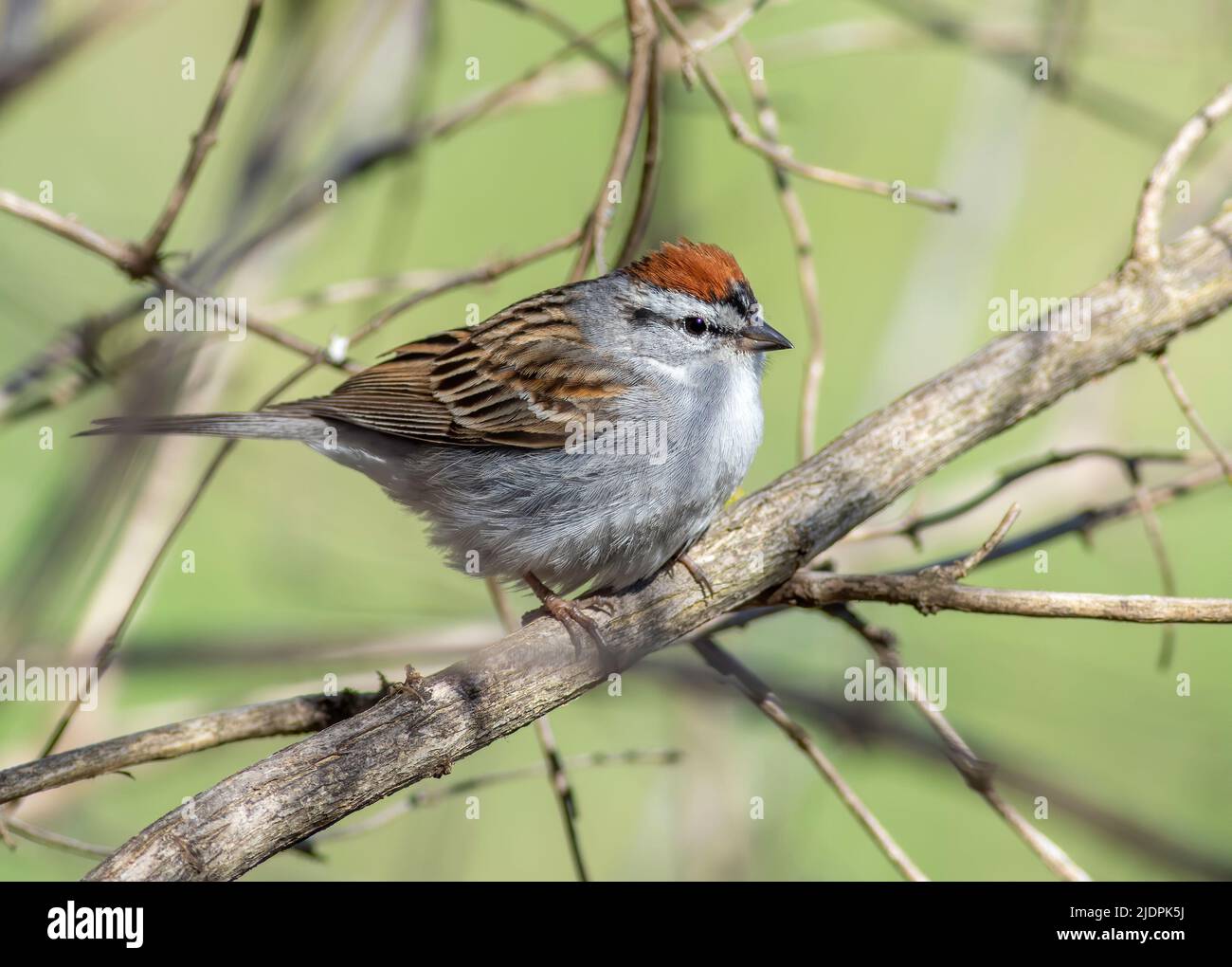 Chipping sparrows hi-res stock photography and images - Alamy