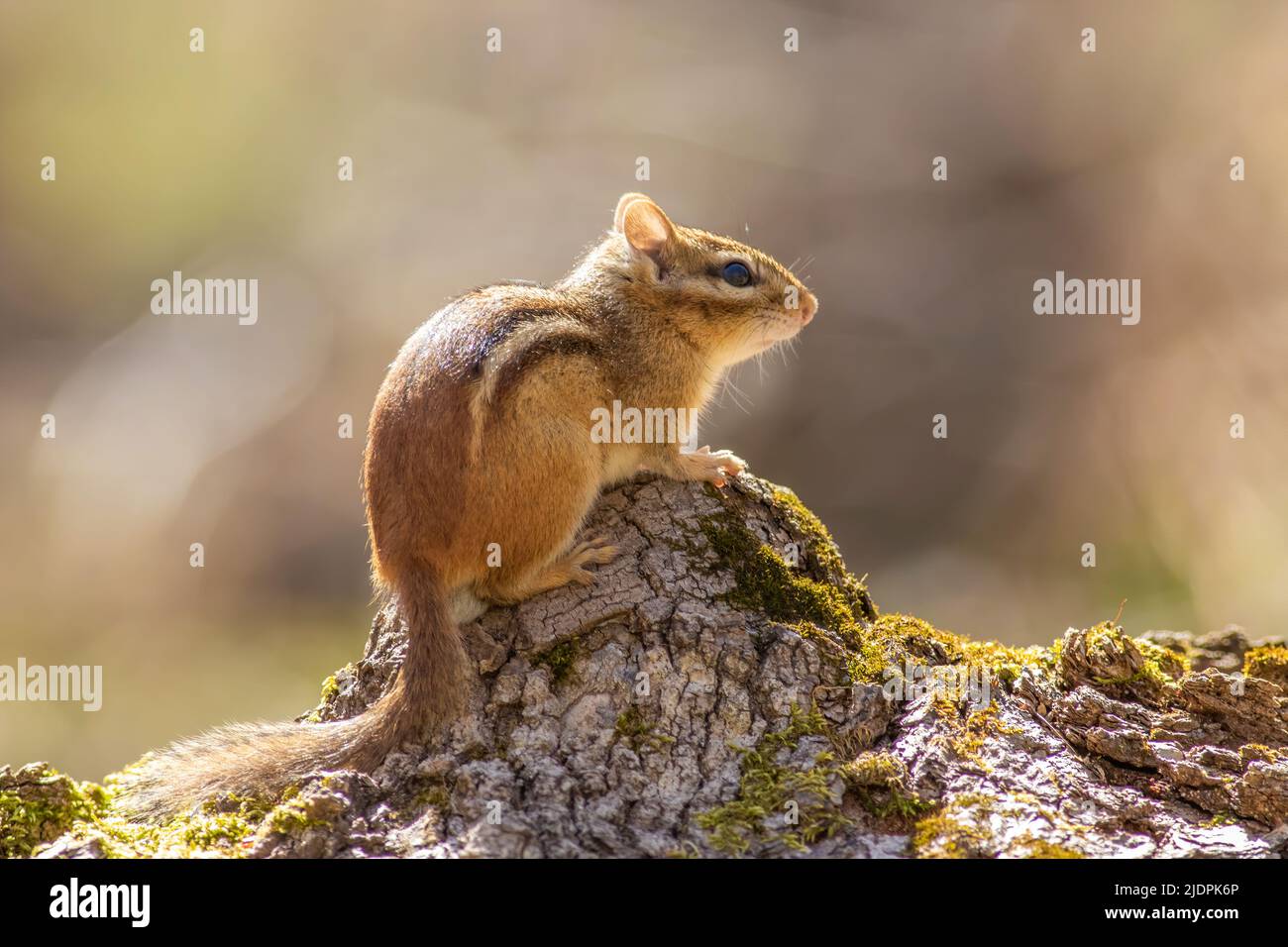 Chipmunk teeth hi-res stock photography and images - Alamy