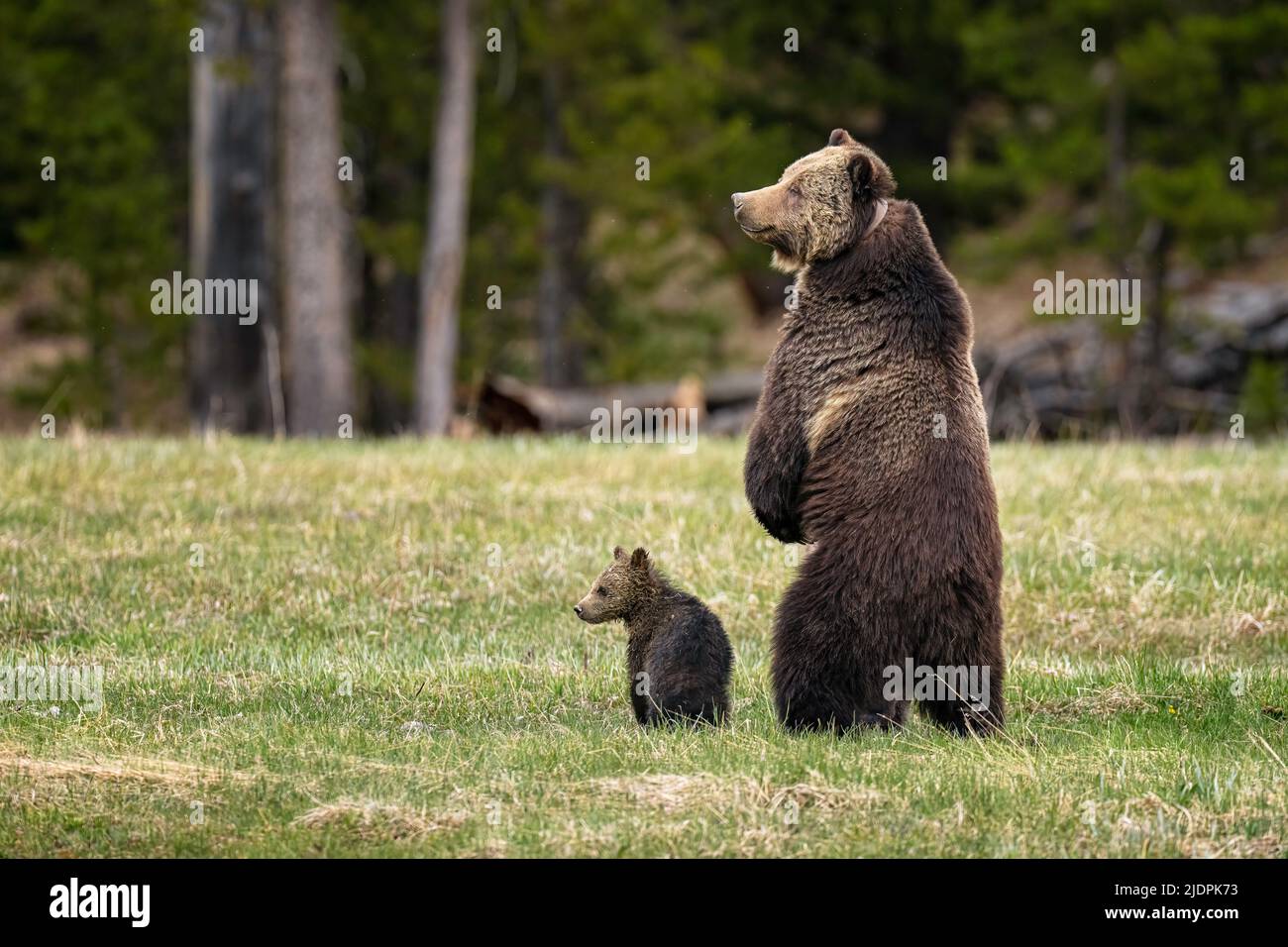 Grizzly bear and cub standing Stock Photo - Alamy