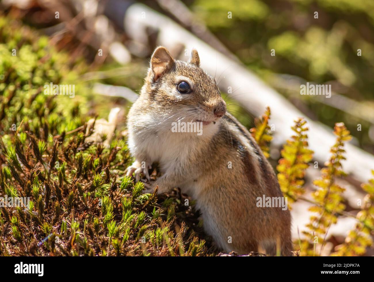 Chipmunk Teeth