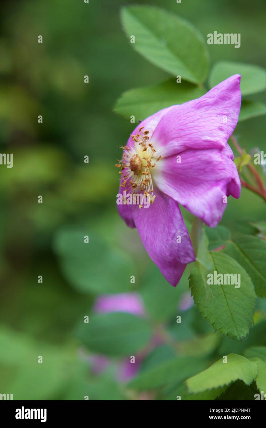A pink wild Nootka rose (Rosa nootkana) blooms against a soft focus ...