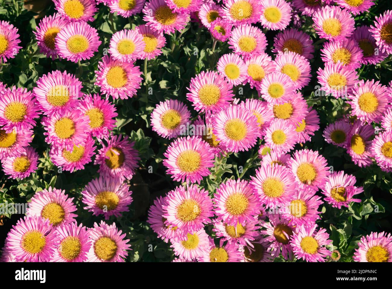 Beach aster, seaside daisy or Erigeron glaucus Stock Photo - Alamy