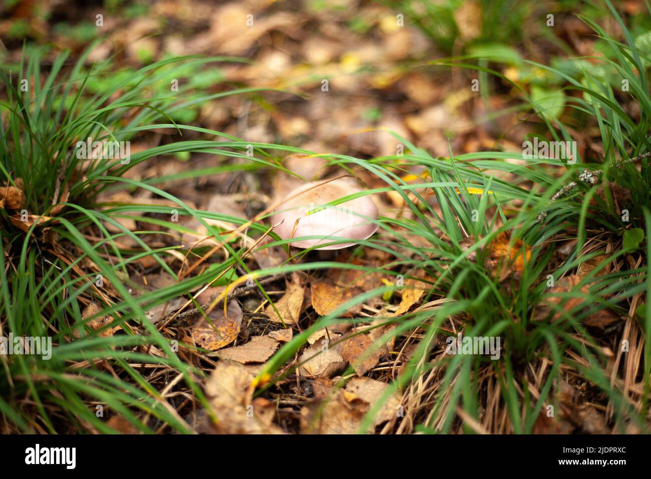 Nature in forest. Plants in autumn. Faded colors in swamp Stock Photo ...