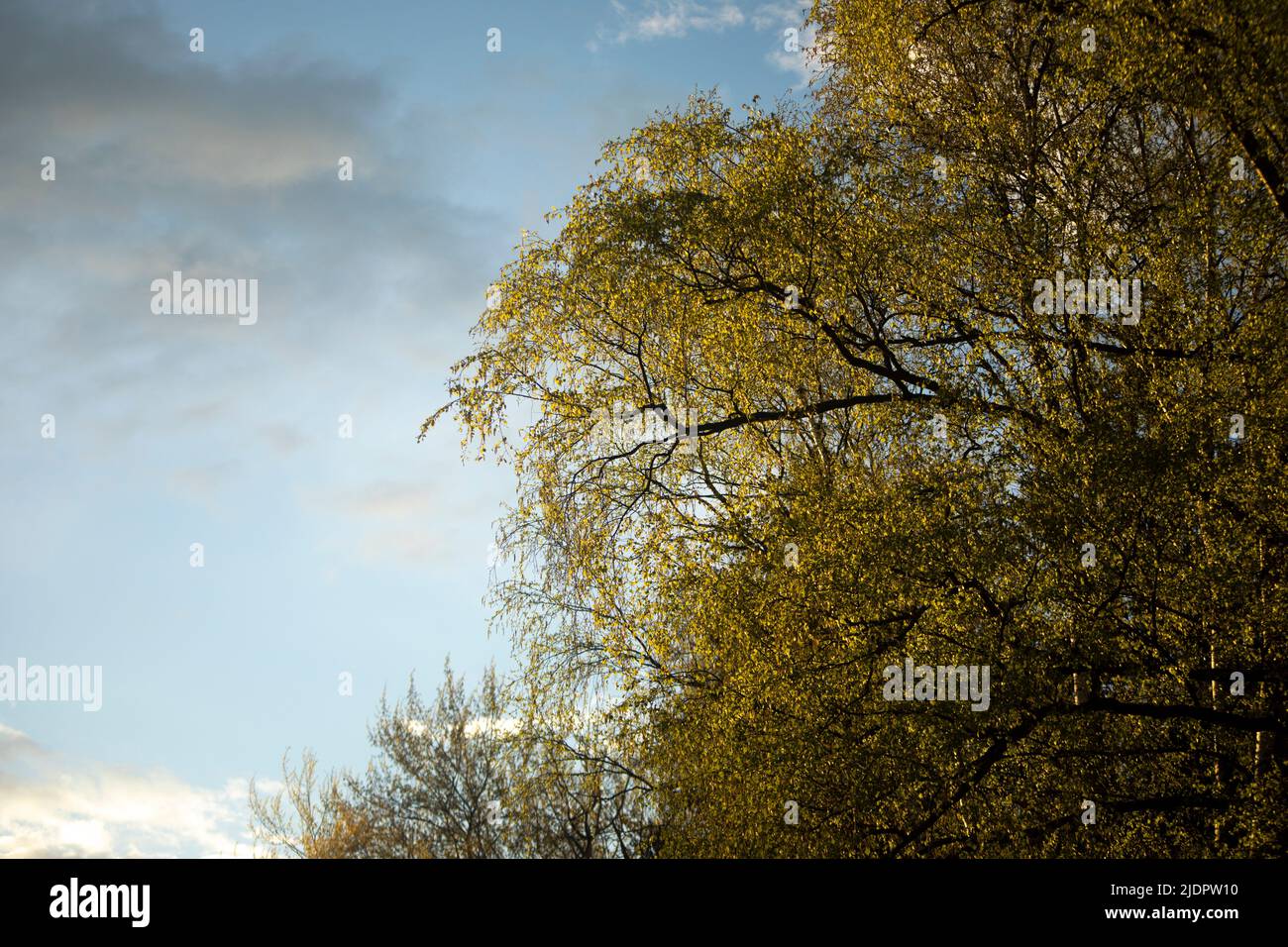 Spring tree. Fresh branches with leaves. Trees in park. Plants in ...