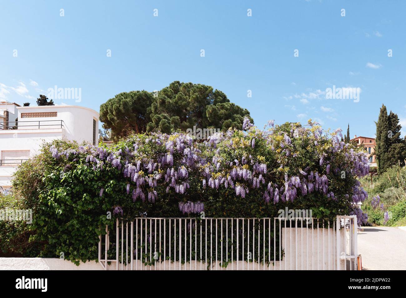 Common lilac blooming over gate. Blooming flowers in a bush facing ...