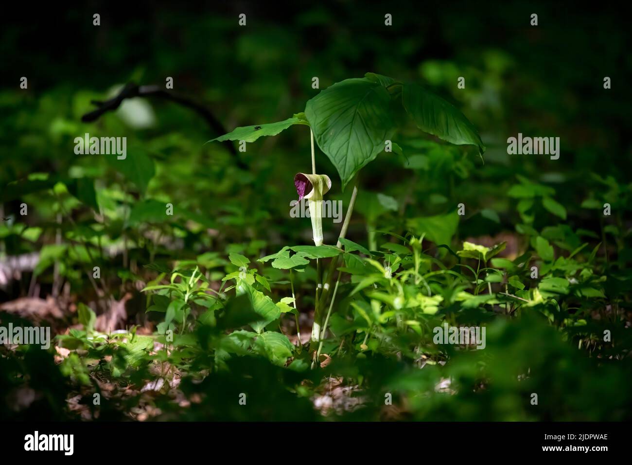 Arisaema triphyllum hi-res stock photography and images - Alamy