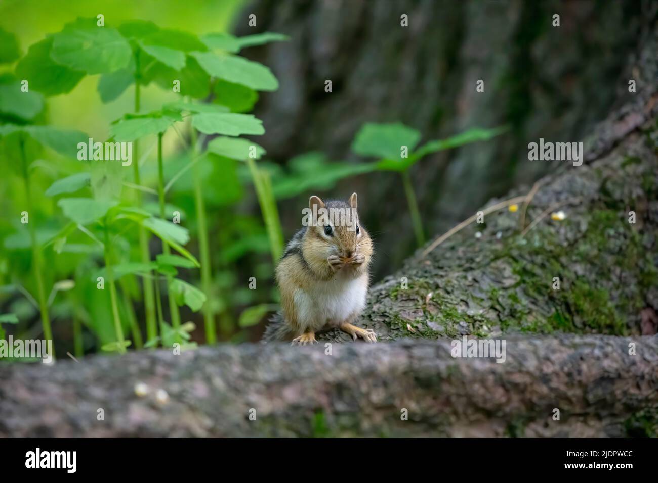 Little eastern chipmunk sitting hi-res stock photography and images - Alamy