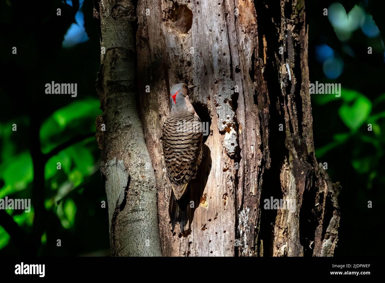 The Northern flicker (Colaptes auratus) nesting in Wisconsin. North ...