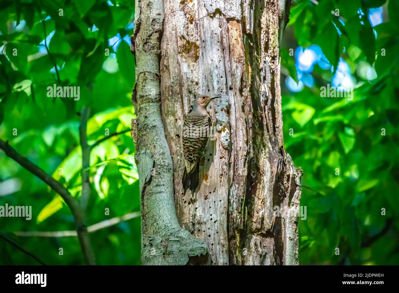 The Northern flicker (Colaptes auratus) nesting in Wisconsin. North ...
