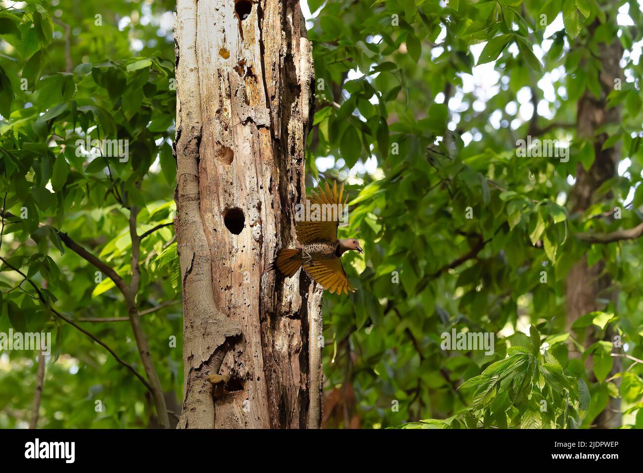 The Northern flicker (Colaptes auratus) nesting in Wisconsin. North ...