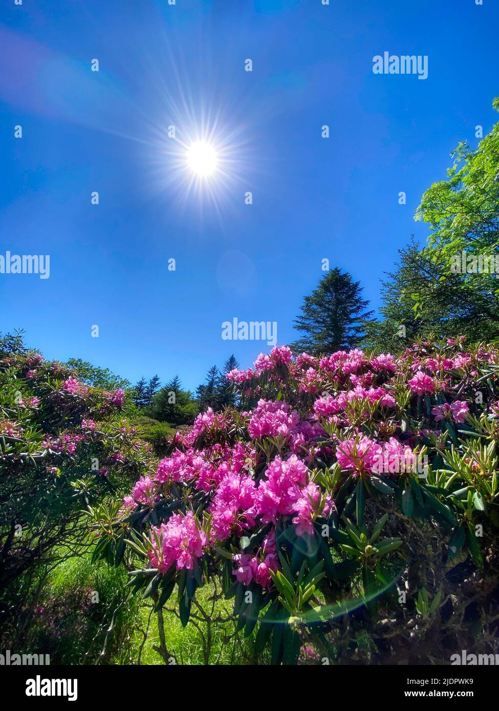 Roan mountain state park hi-res stock photography and images - Alamy