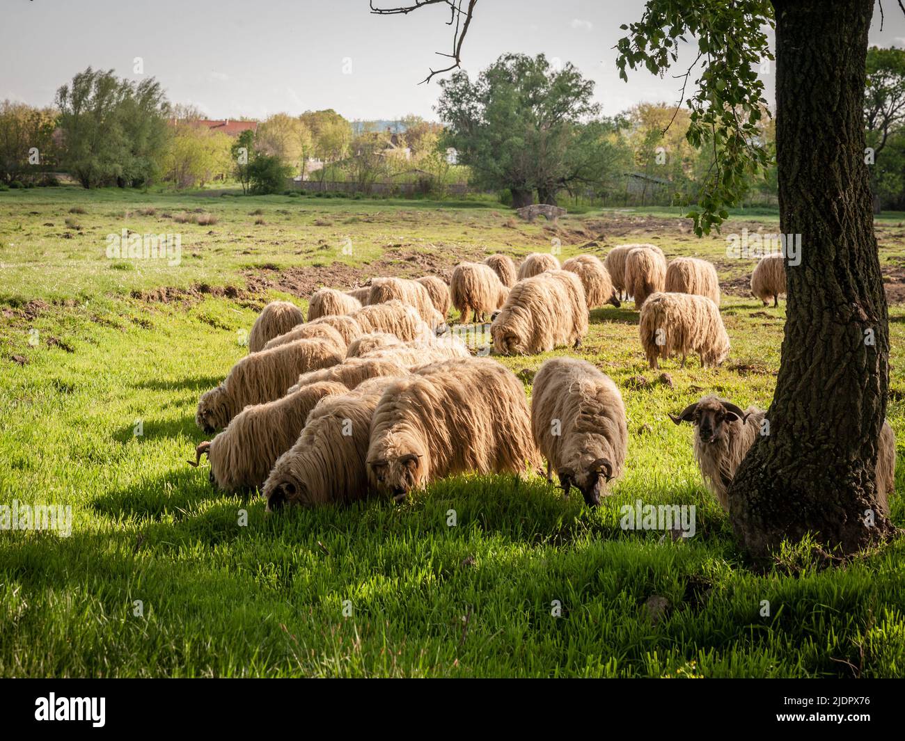 Picture of sheeps, white sheeps, standing in a pasture. Sheep are ...