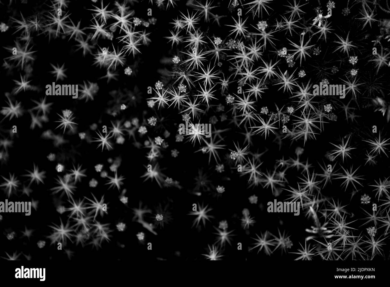 White star spring flower Black and White Stock Photos & Images - Alamy