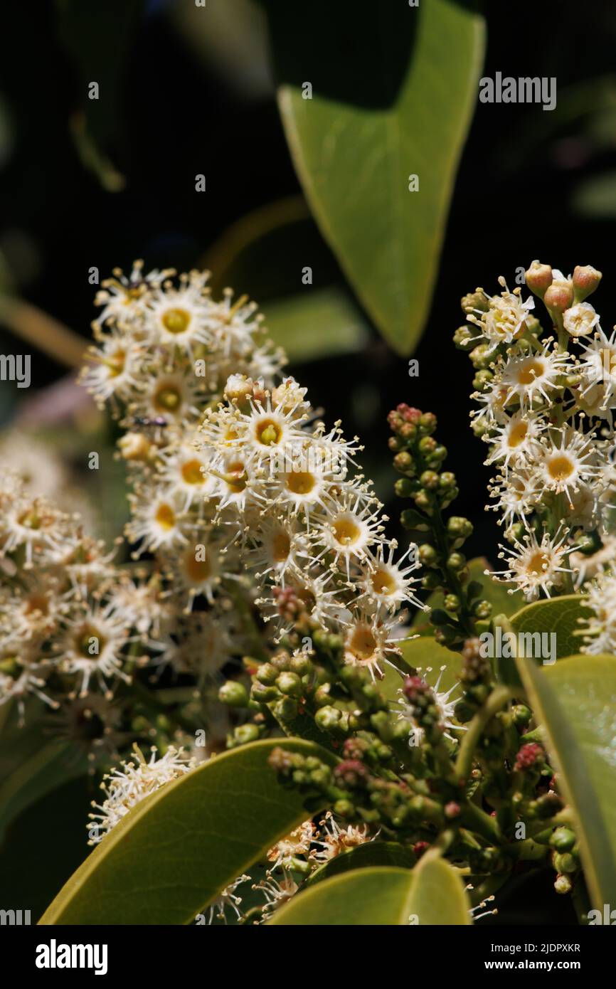 White flowering raceme inflorescences of Channel Island Cherry, Prunus ...