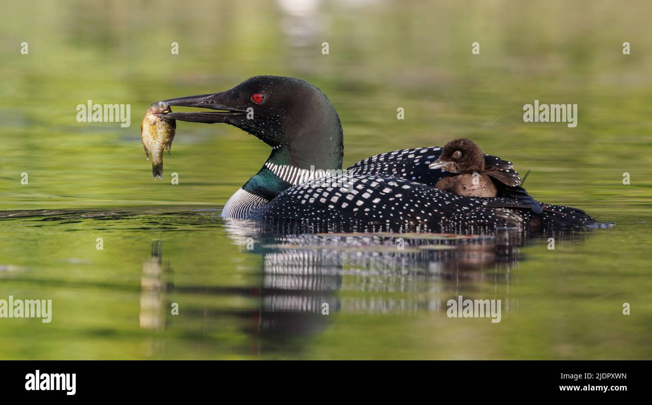 Common Loon and Chick in Maine Stock Photo - Alamy