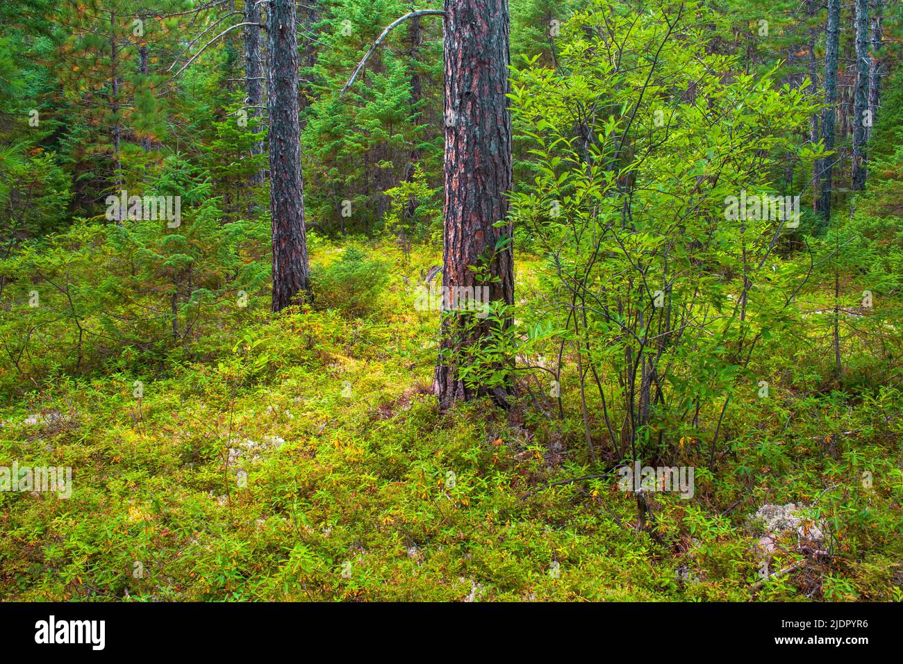 Boreal coniferous forest hi-res stock photography and images - Alamy