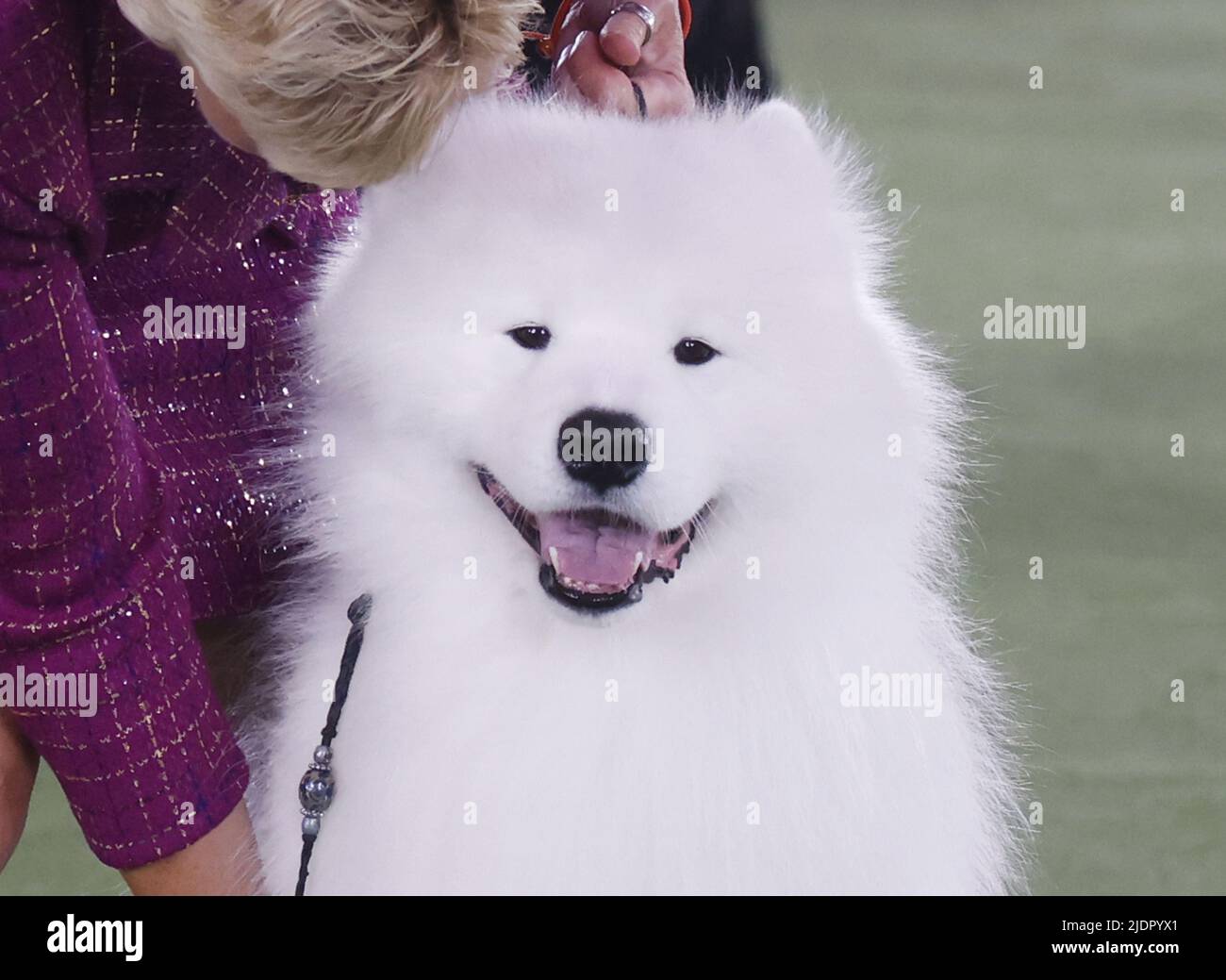Samoyed westminster dog show hi-res stock photography and images - Alamy