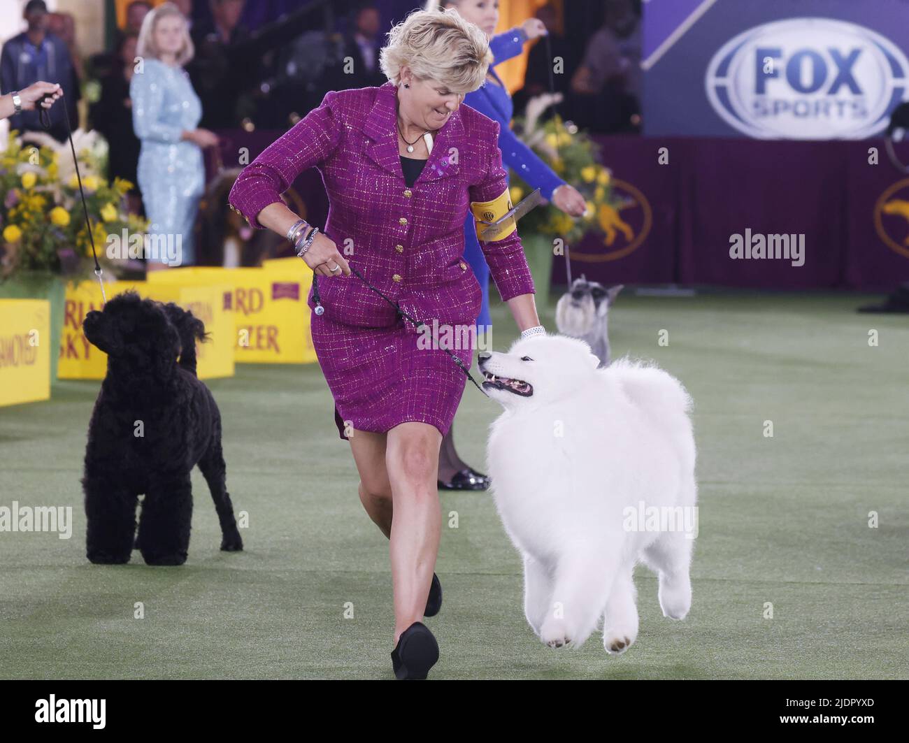 Samoyed westminster dog show hi-res stock photography and images - Alamy