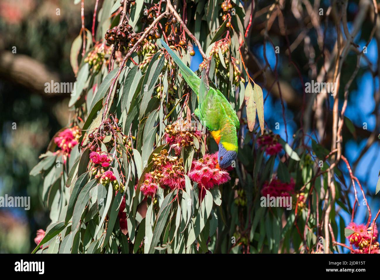 Adelaide Australia, 23 June 2022 . An Australian rainbow lorikeet ...