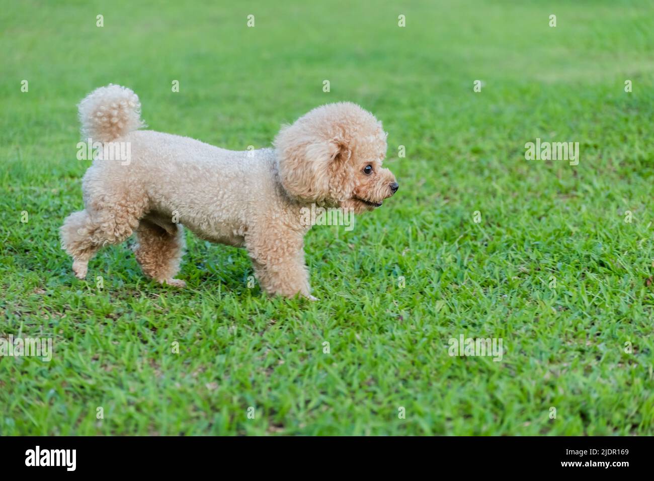 Yellow poodle hi-res stock photography and images - Alamy