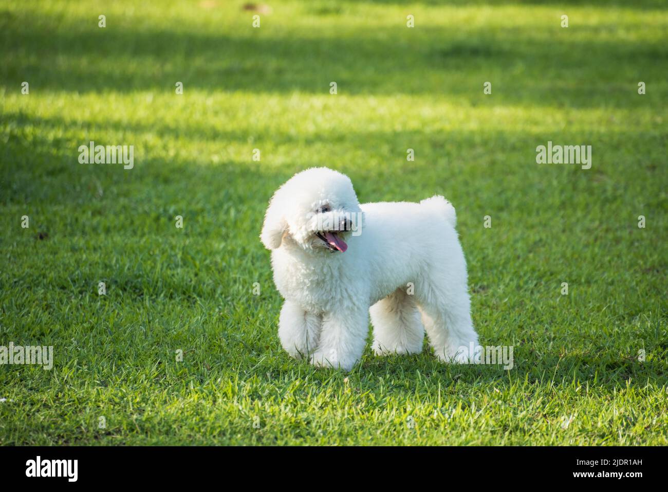 White poodle puppy walking on the grass Stock Photo - Alamy