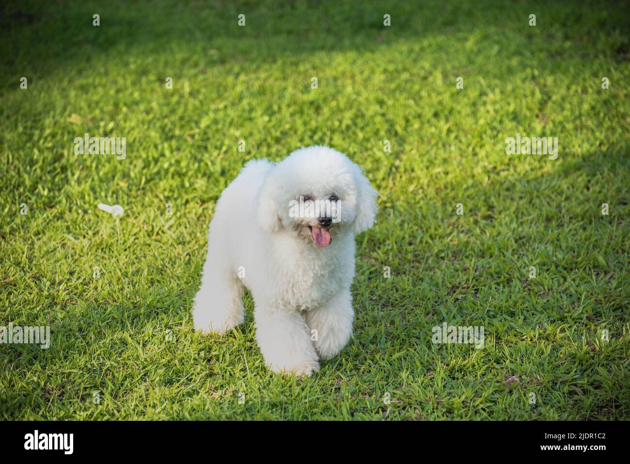 White poodle puppy walking on the grass Stock Photo - Alamy