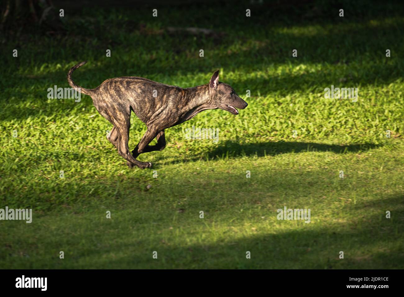 Phu quoc dog hi-res stock photography and images - Alamy