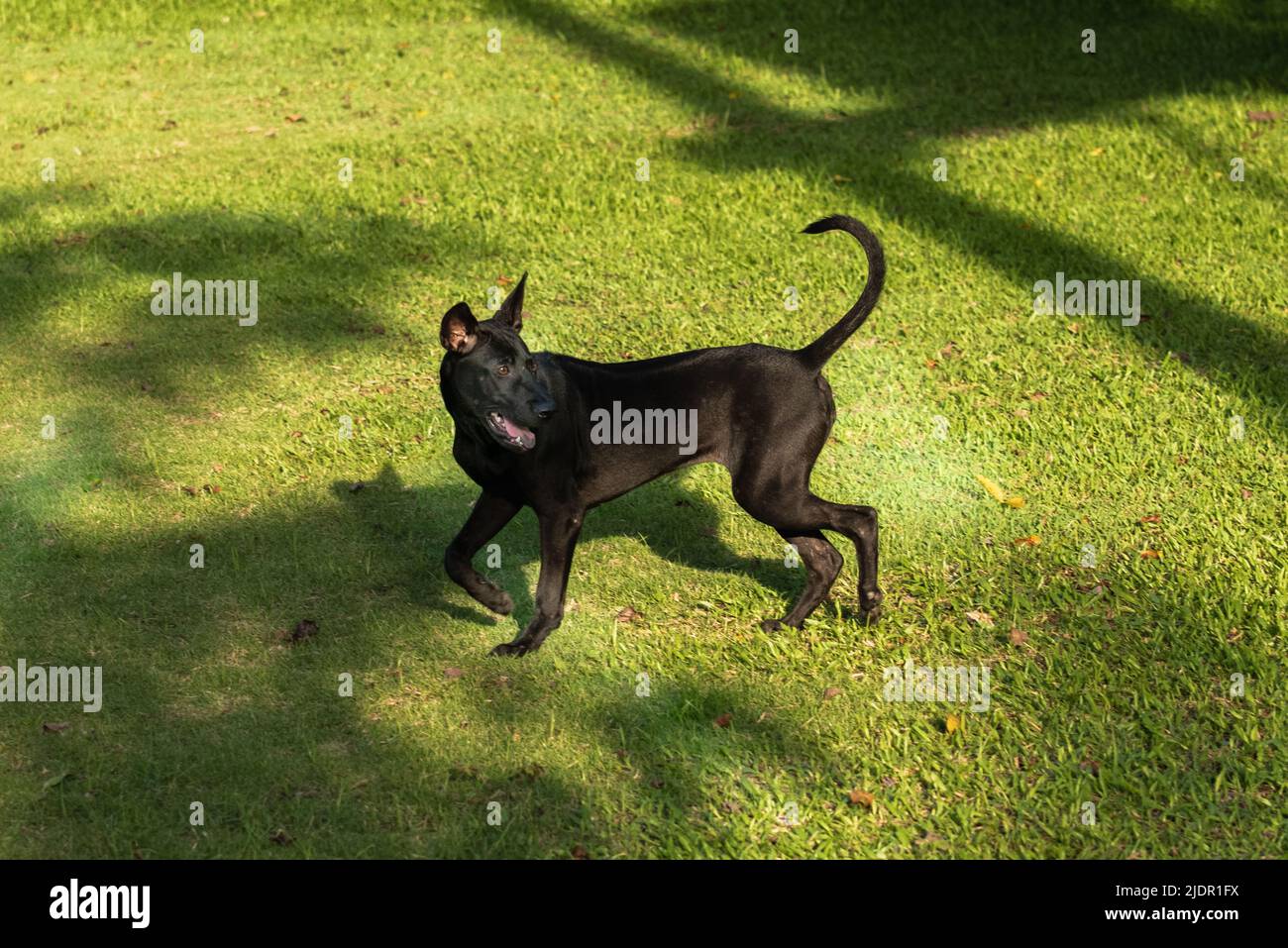 Phu quoc dog hi-res stock photography and images - Alamy