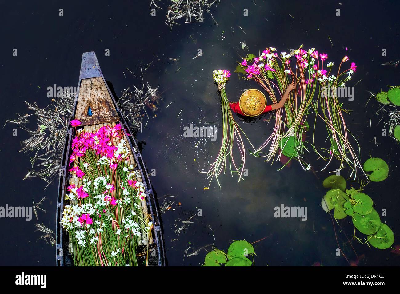 Harvesting water lily Stock Photo - Alamy