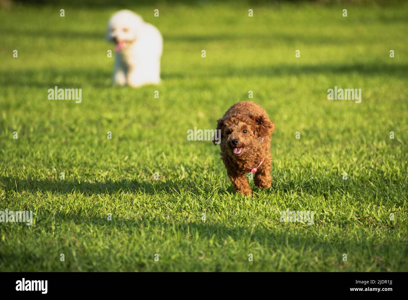 Puppy running in the grass Stock Photo - Alamy
