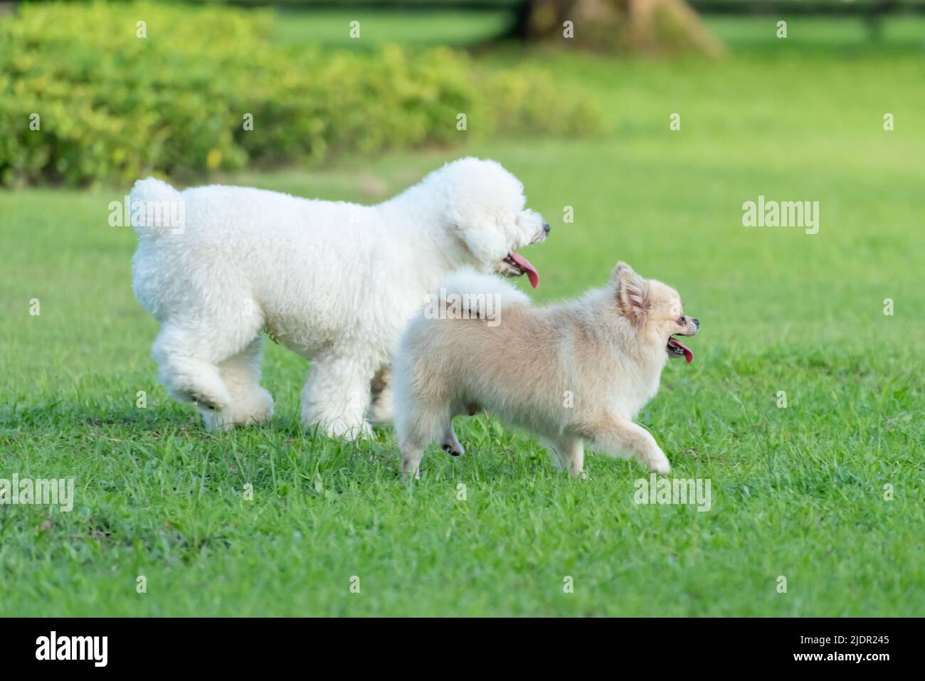 Active puppies hi-res stock photography and images - Alamy