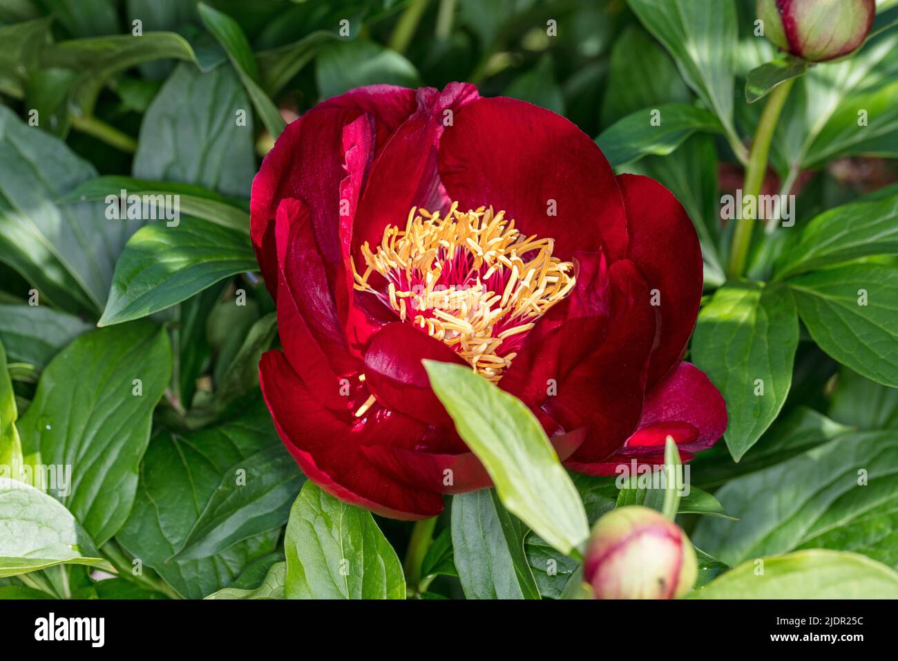 'Chocolate Soldier' Peony hybrid, Pion (Paeonia officinalis x Paeonia ...
