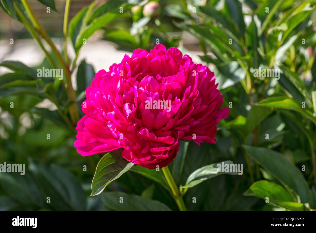 Paeonia chinensis hi-res stock photography and images - Alamy