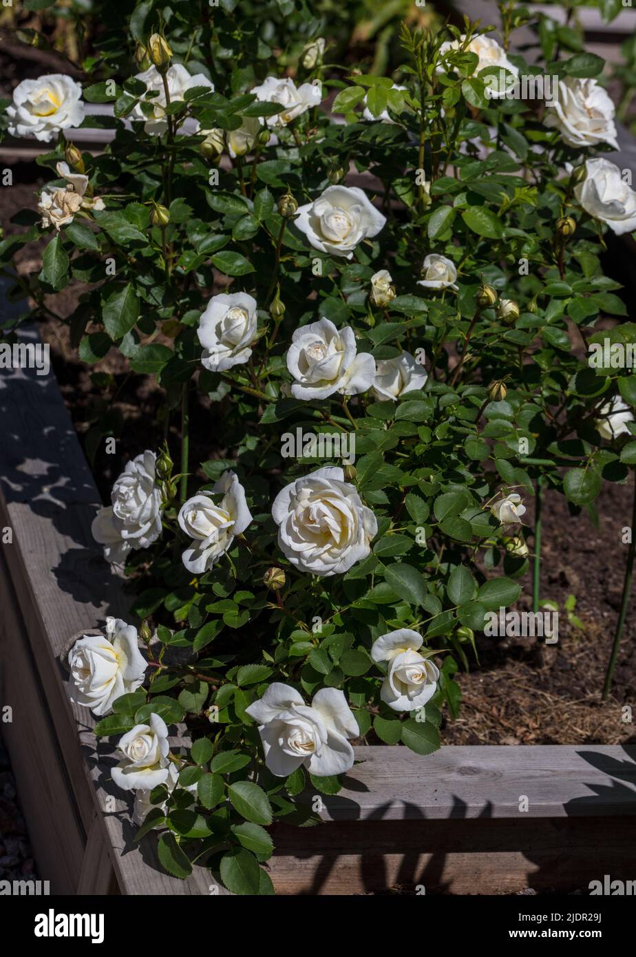 J. P. Connell Stock Photo - Alamy