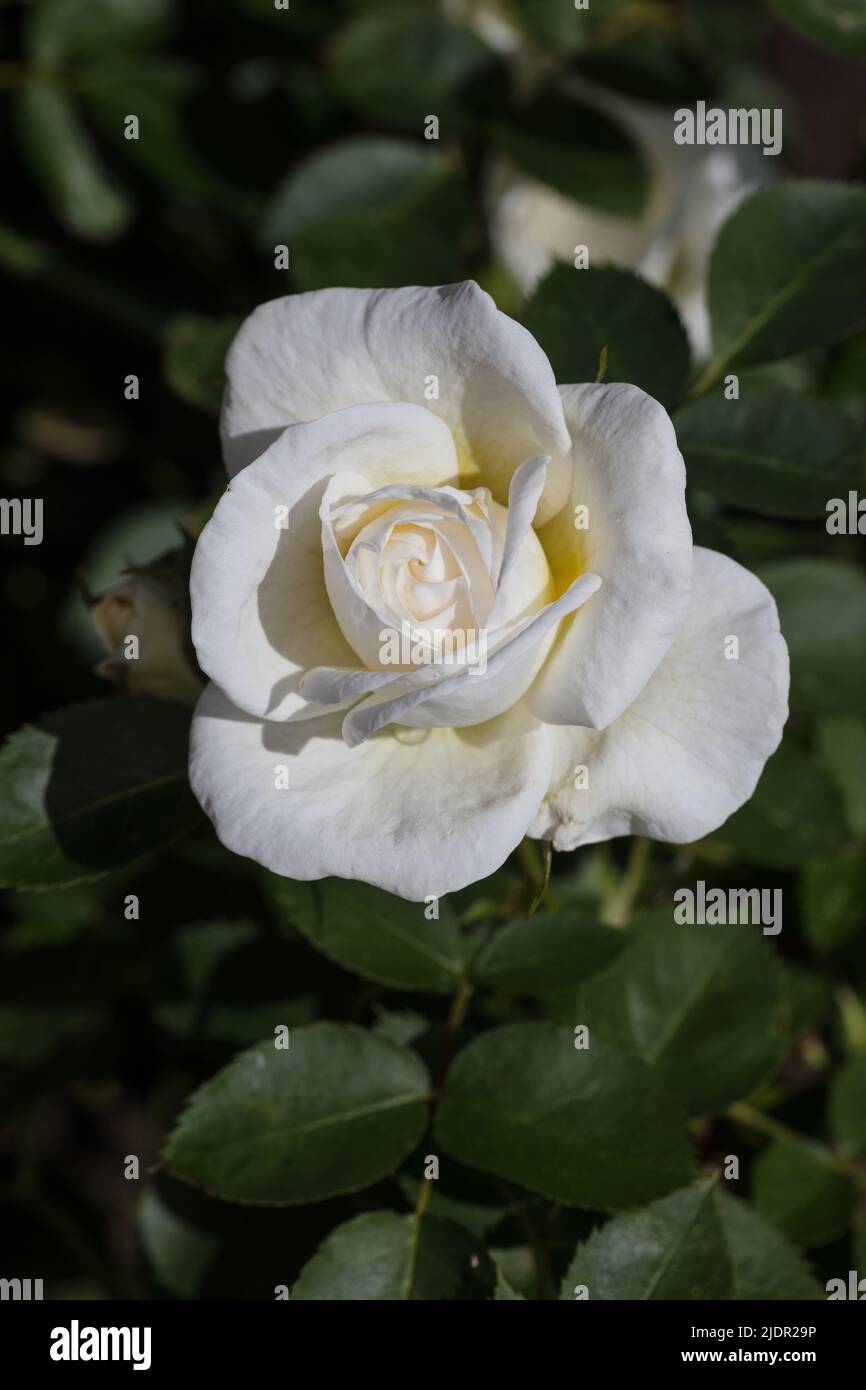 Canadian explorer rose hi-res stock photography and images - Alamy