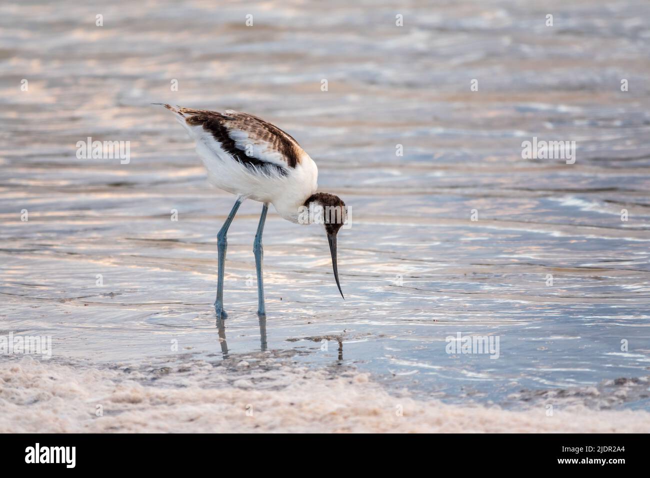 Water bird pied avocet, Recurvirostra avosetta, feeding in the lake ...