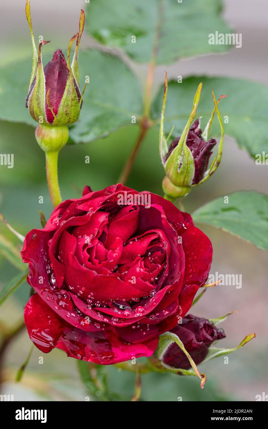 'Hope for Humanity' Shrub Rose, Buskros (Rosa Stock Photo - Alamy