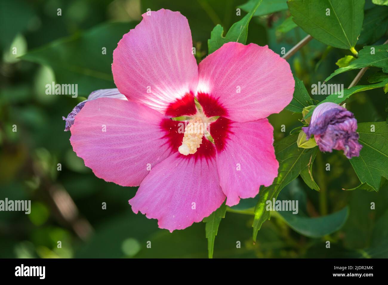 Pink flowers of Hibiscus moscheutos plant close-up. Hibiscus moscheutos ...