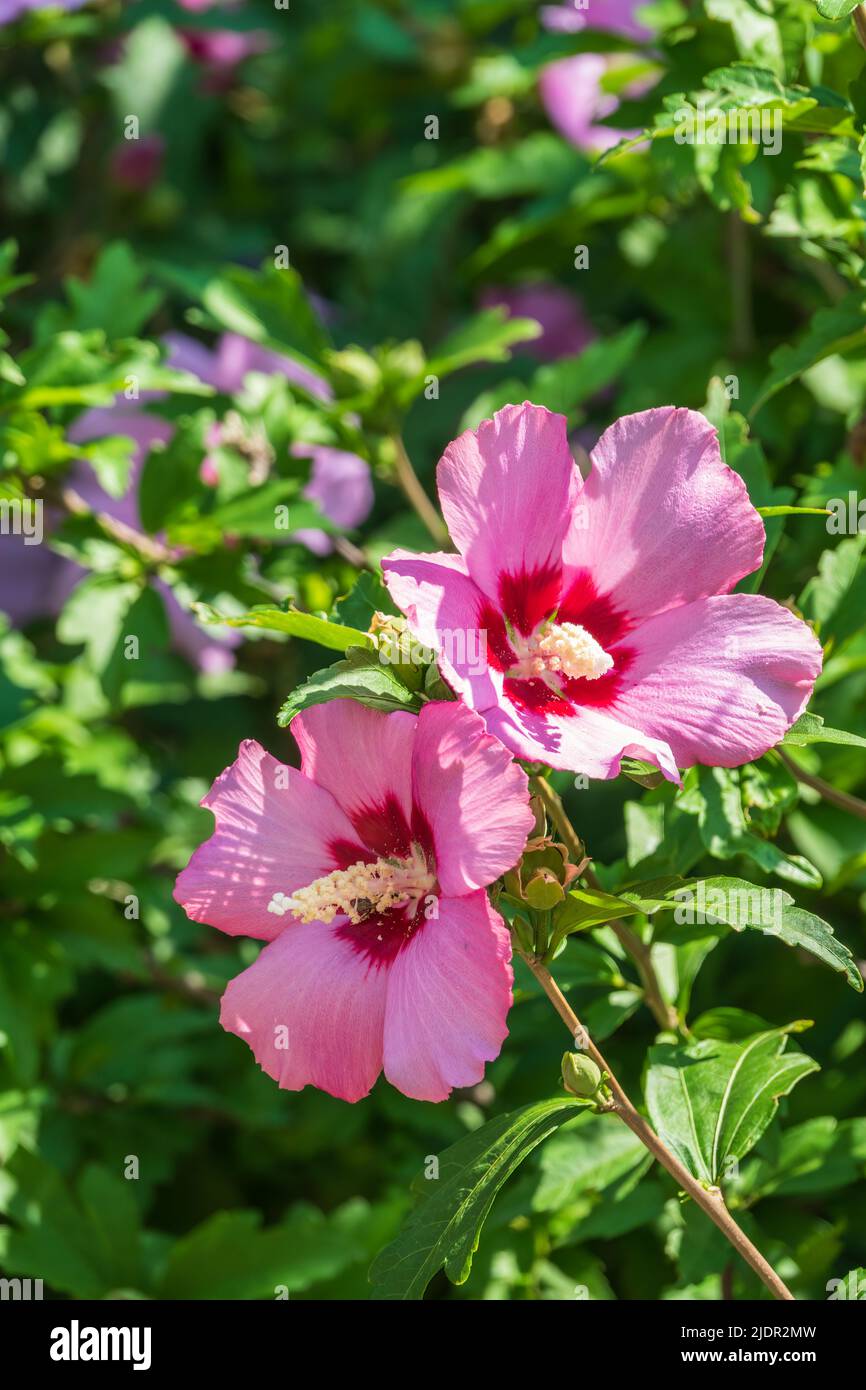 Pink flowers of Hibiscus moscheutos plant close-up. Hibiscus moscheutos ...