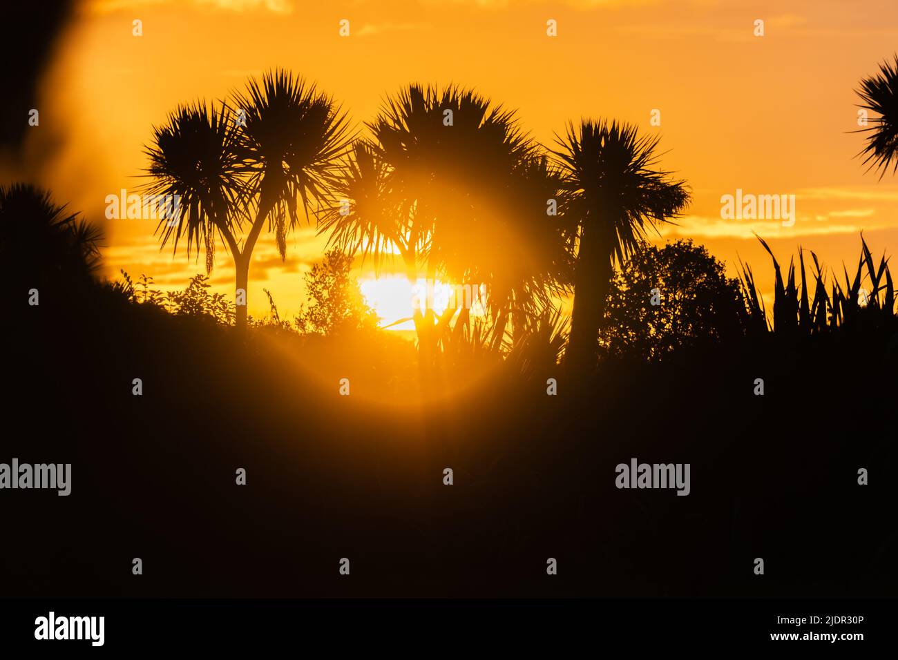 Golden sky at sunset back-lights NZ cabbage trees in silhouette in ...