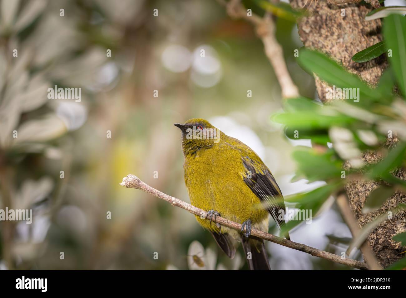 New Zealand bellbird perching in tree on branch at Okarito Stock Photo ...
