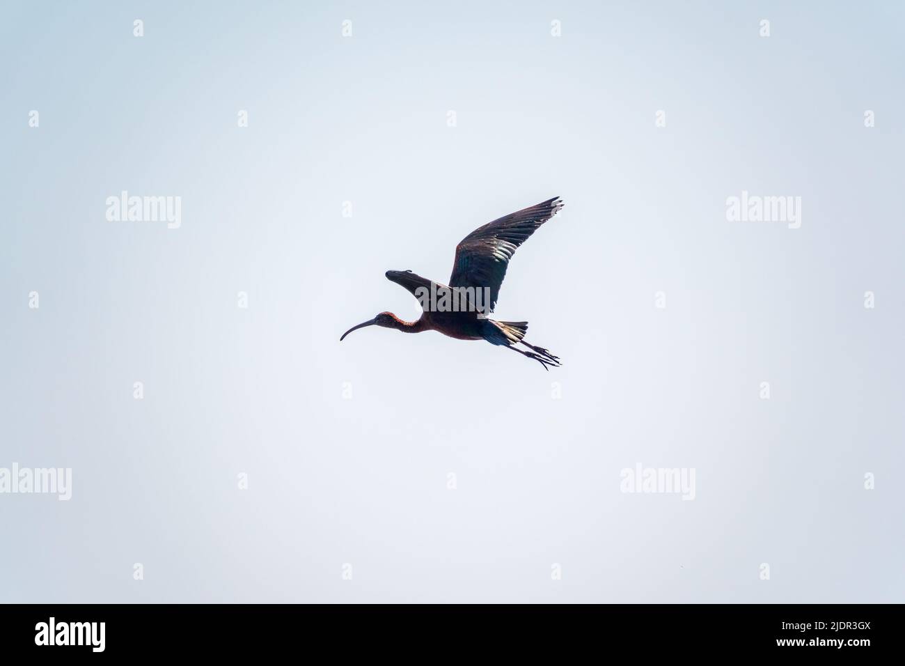 A graceful water bird glossy ibis, latin name Plegadis falcinellus ...