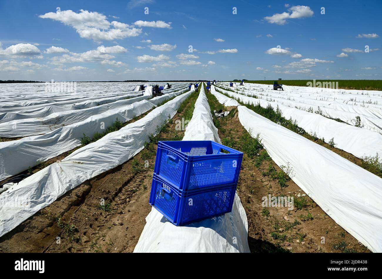 Beelitz, Germany. 21st June, 2022. On an asparagus field at Jakob's ...